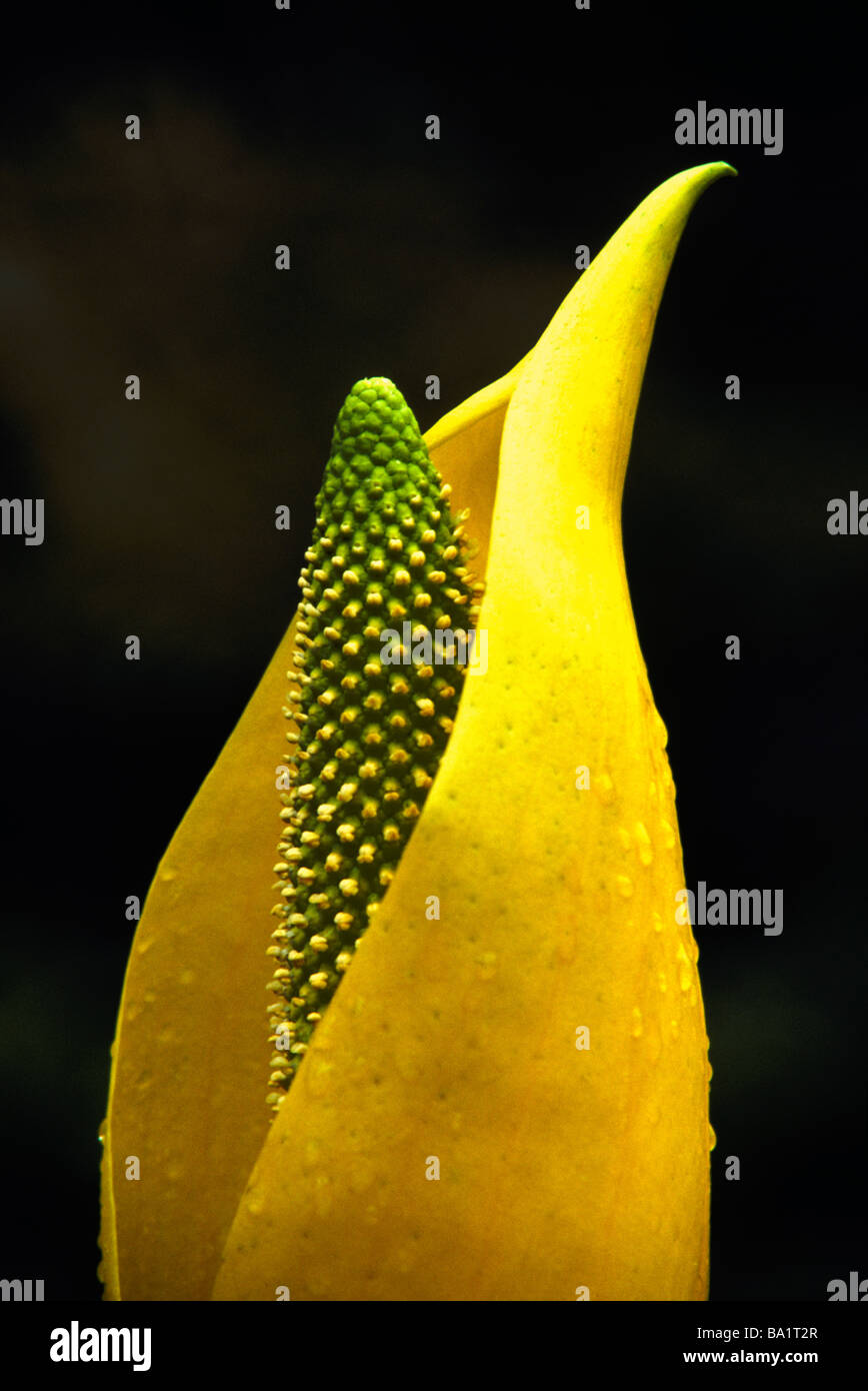 Western Skunk Cabbage (Lysichiton americanus) aka Yellow Skunk Cabbage ...
