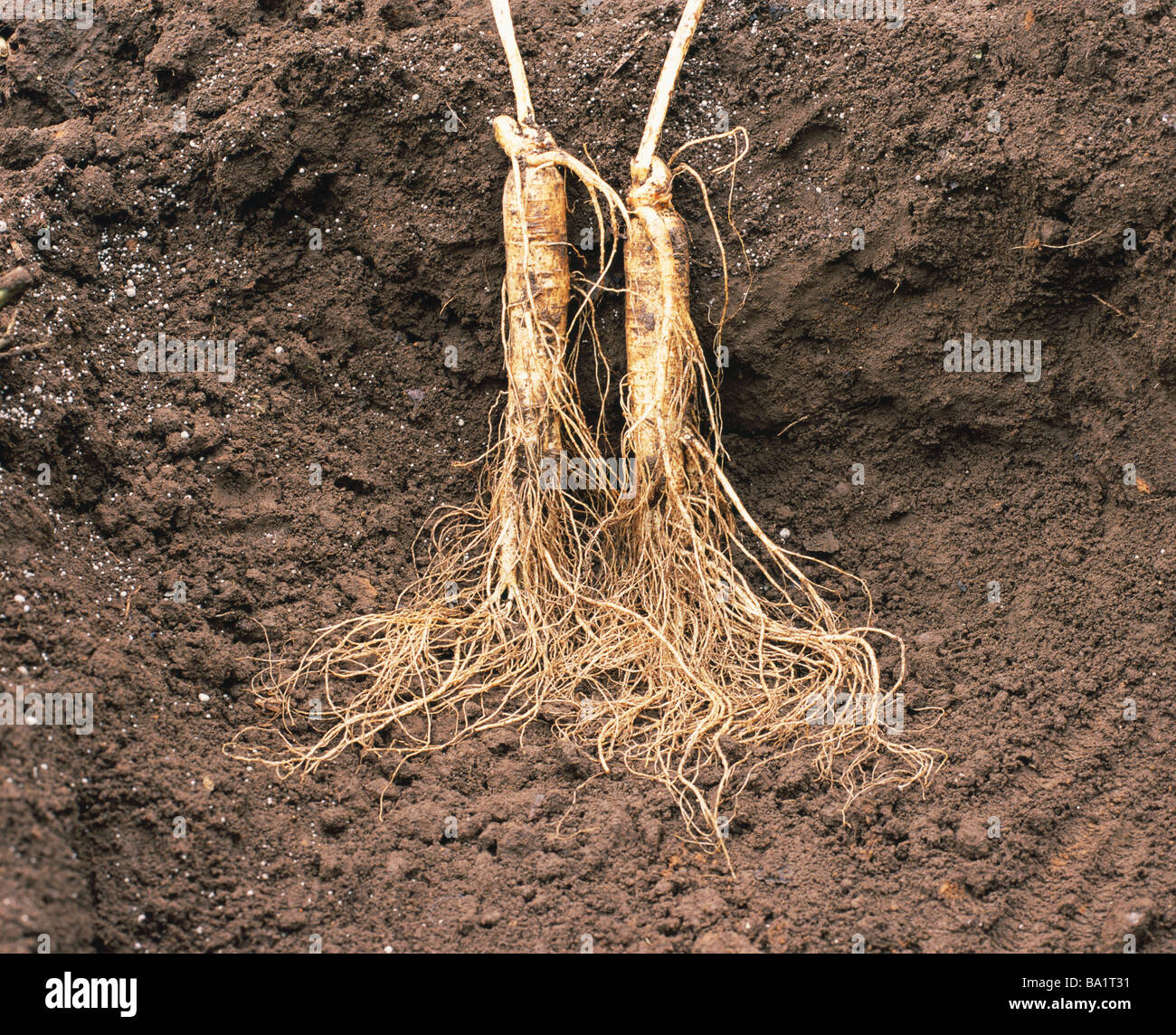 Root of Ginseng Plant Stock Photo - Alamy