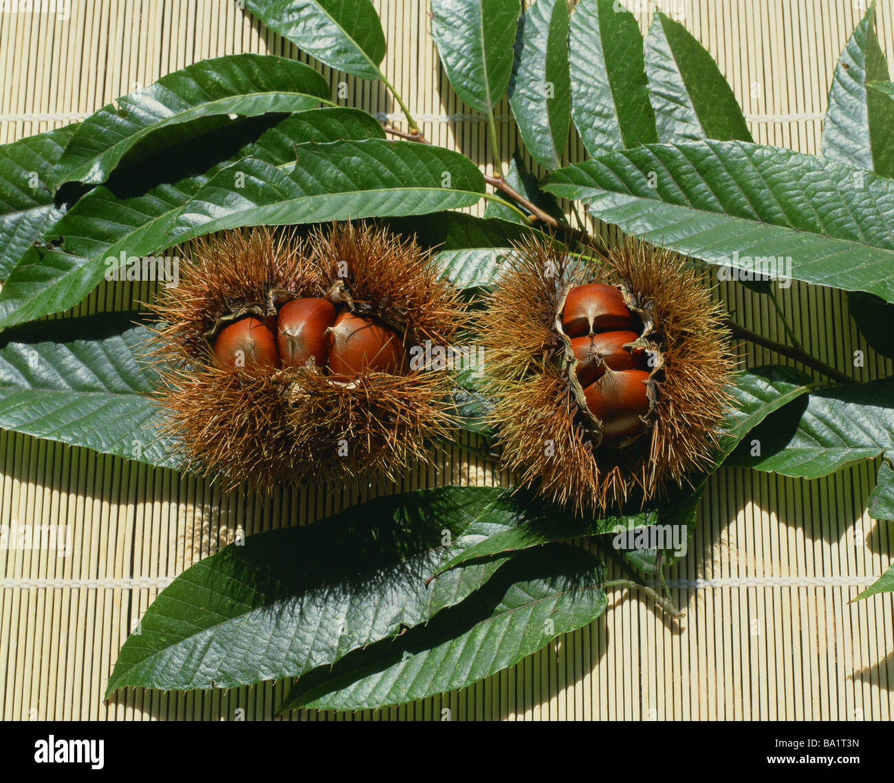 Of chestnut hi-res stock photography and images - Alamy