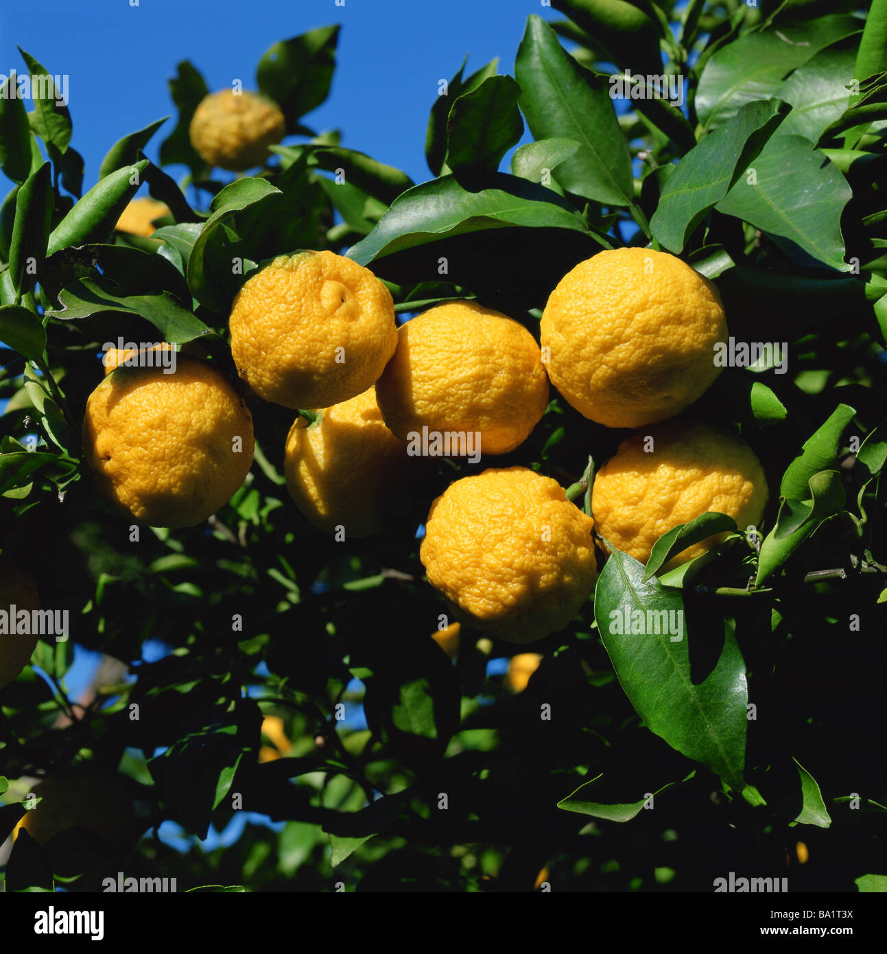 Ora nges hi-res stock photography and images - Alamy