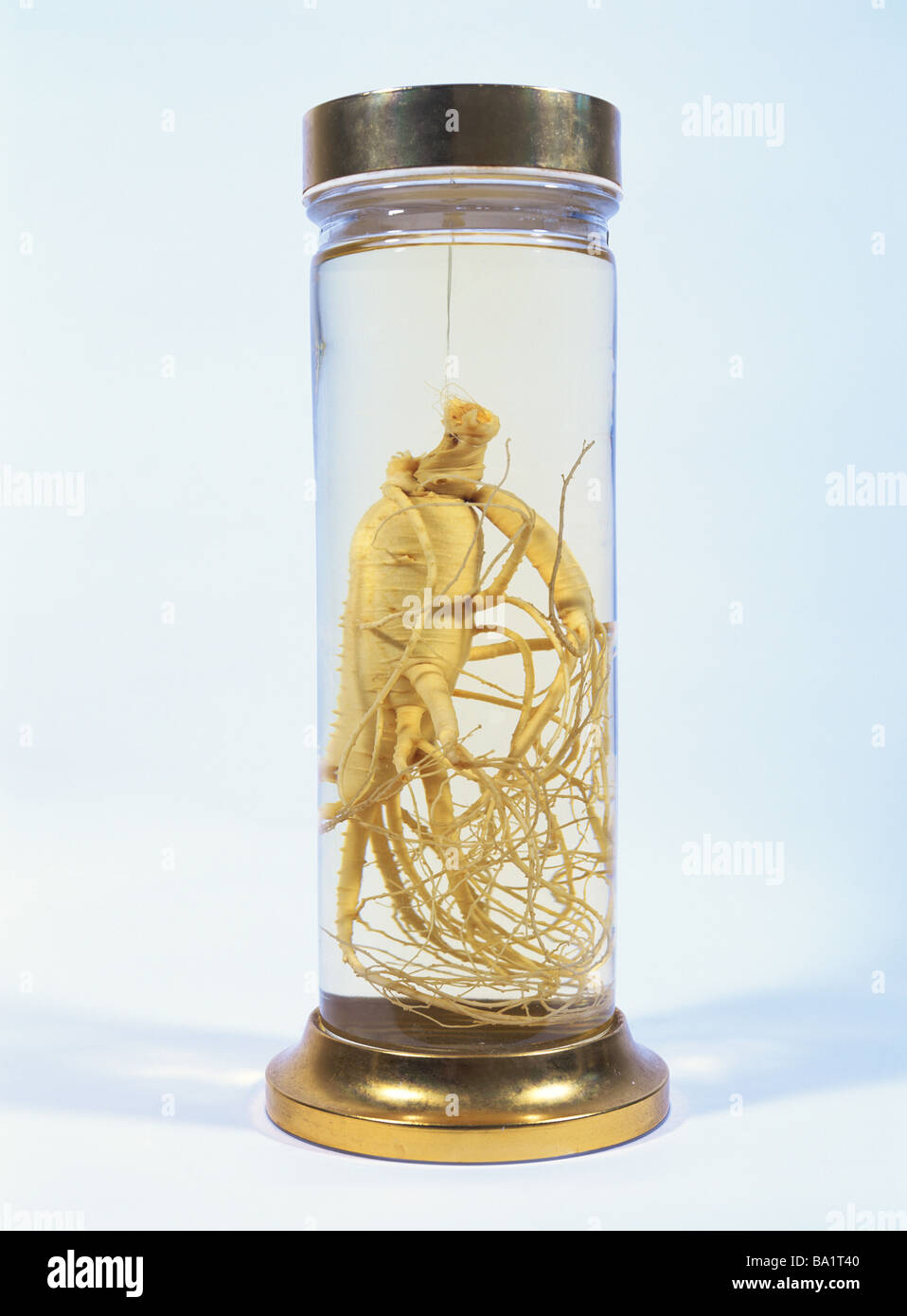 Panax hi-res stock photography and images - Alamy