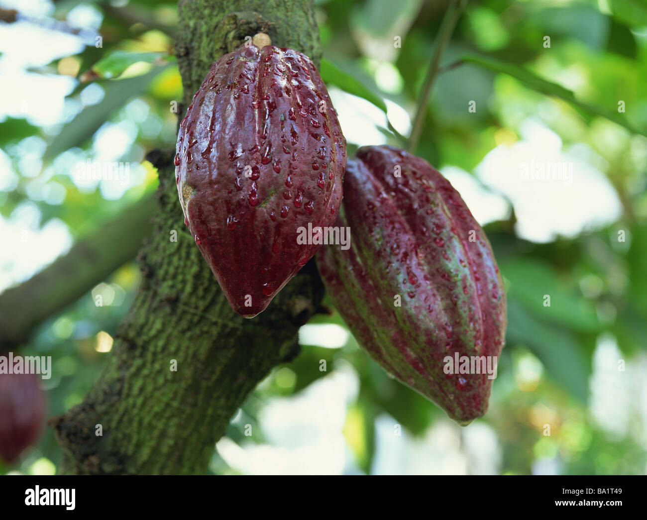 Cocoa beans pods tree hi-res stock photography and images - Alamy