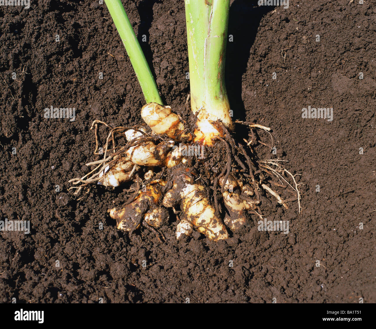 Roots of Turmeric Plant in Soil Stock Photo - Alamy