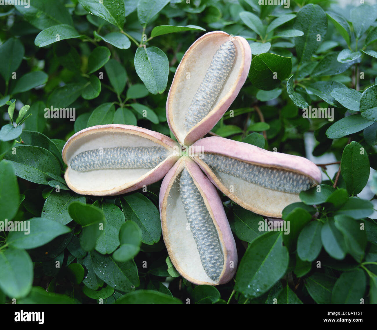 Akebia quinata seeds hi-res stock photography and images - Alamy