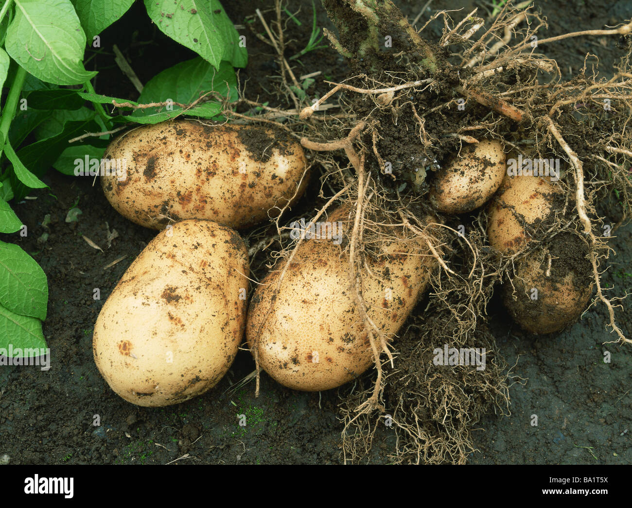 Tuberous roots hi-res stock photography and images - Alamy