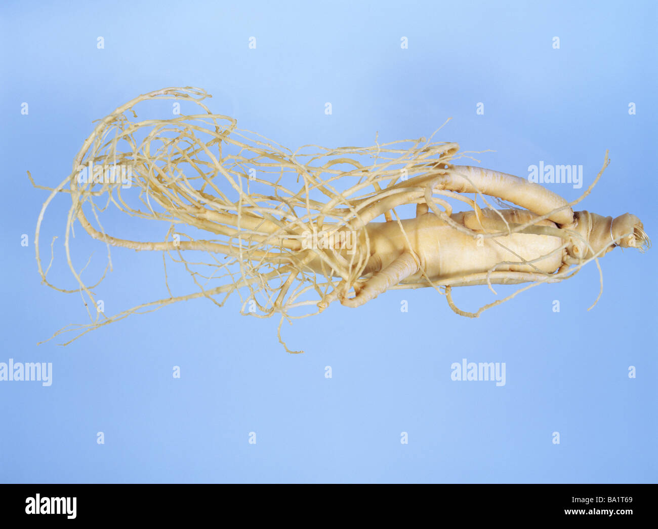 Panax Roots against Blue Background Stock Photo - Alamy