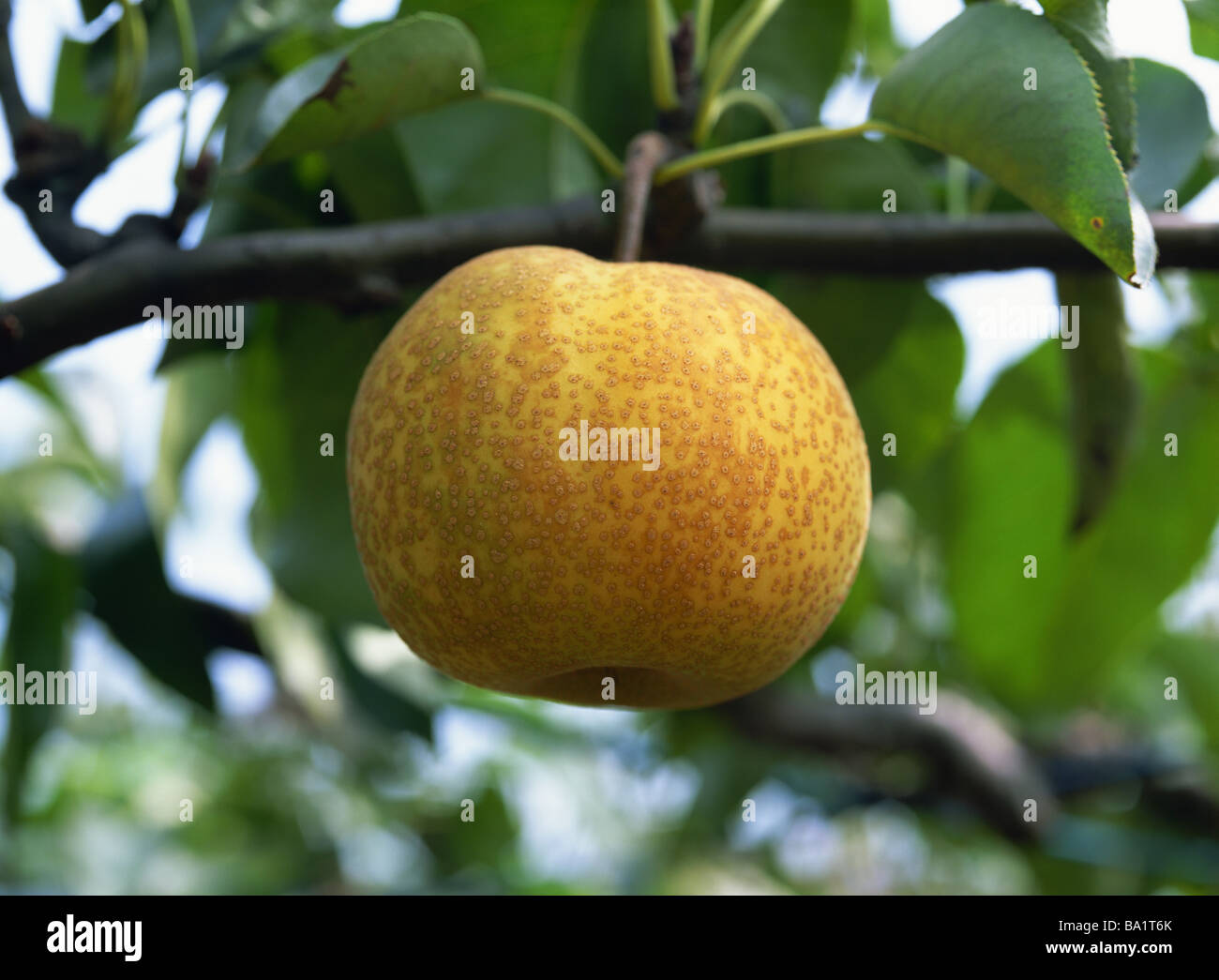 Yellow Fruit Growing on Tree Stock Photo - Alamy