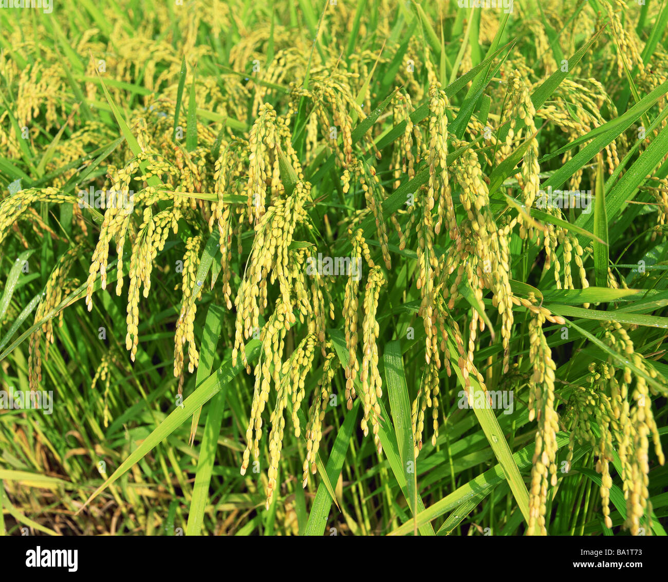 Greenish paddy field hi-res stock photography and images - Alamy