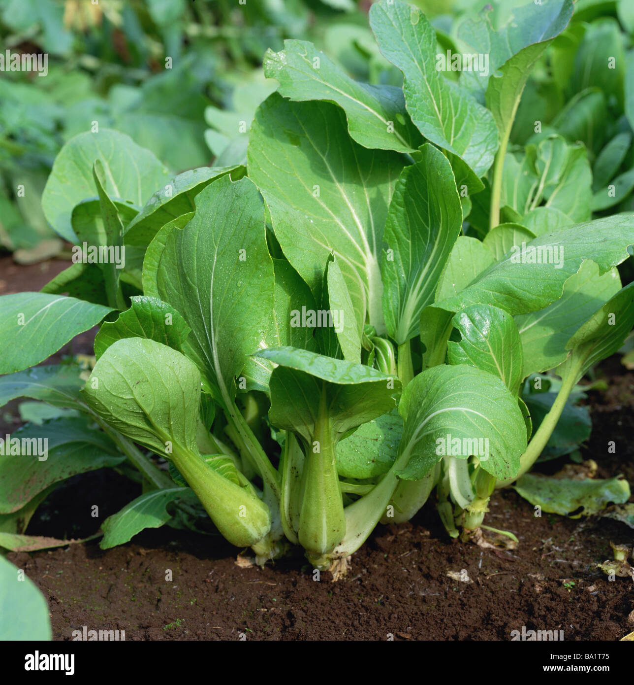 Pak Choi Growing High Resolution Stock Photography and Images - Alamy