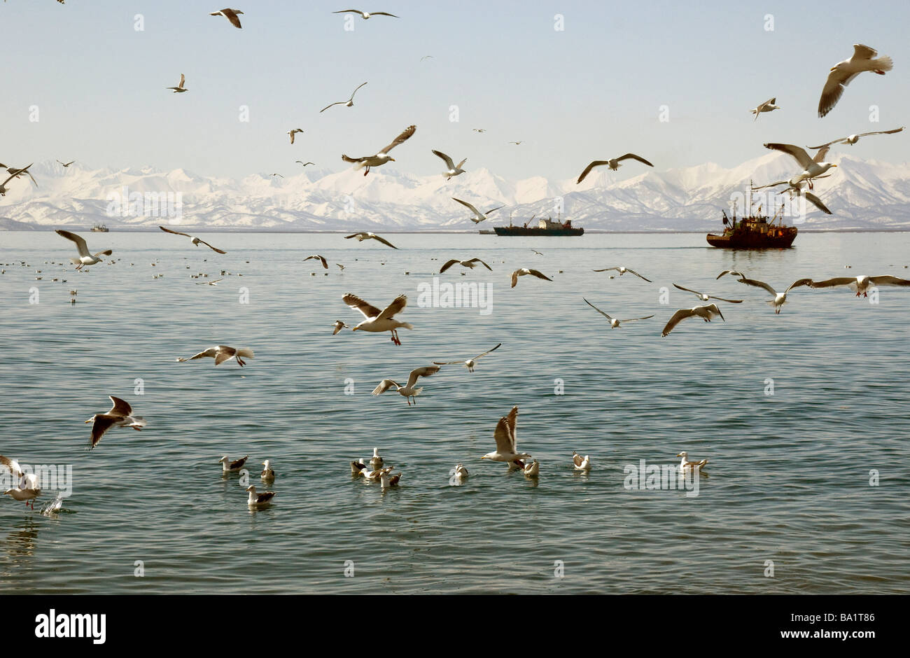Seagull with ships hi-res stock photography and images - Alamy