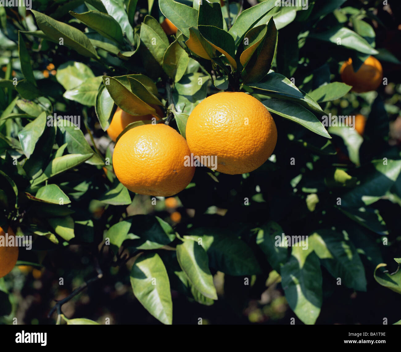 Closeup citrus fruit ripening on hi-res stock photography and images ...