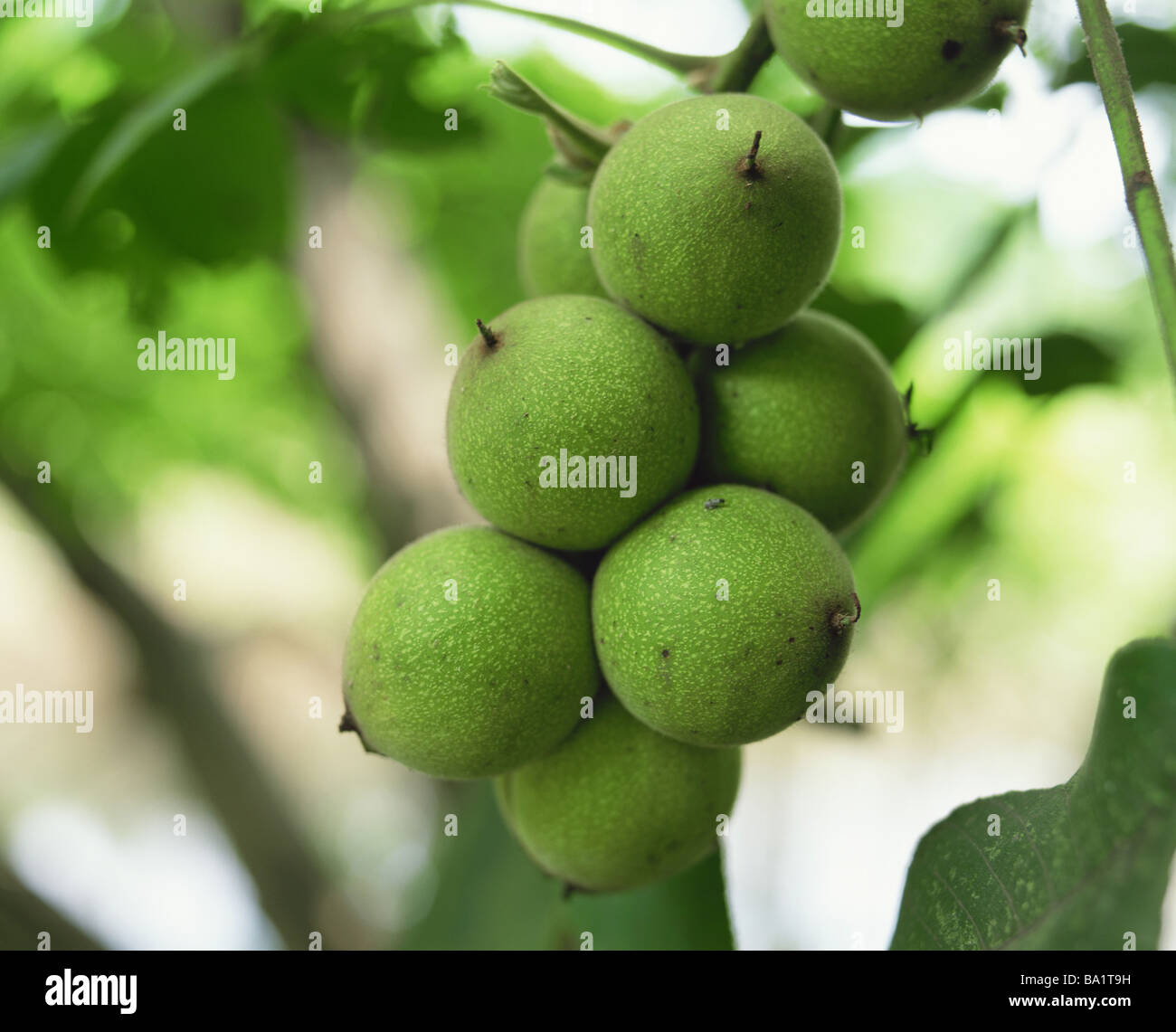 Manchurian walnut hi-res stock photography and images - Alamy