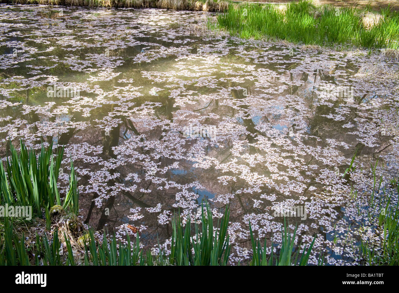 Reflection of Flowers in Water Stock Photo - Alamy
