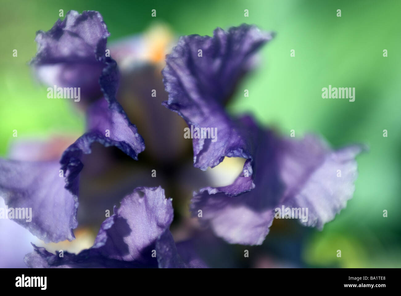 Purple Moving Iris Stock Photo - Alamy