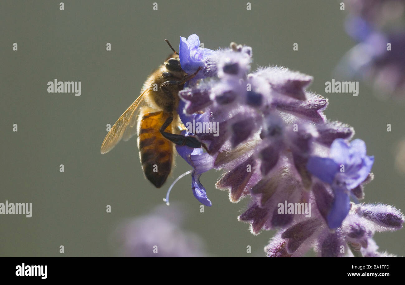 Russian bees hi-res stock photography and images - Alamy