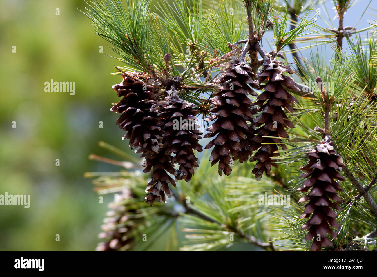 Cones strobilus hi-res stock photography and images - Alamy