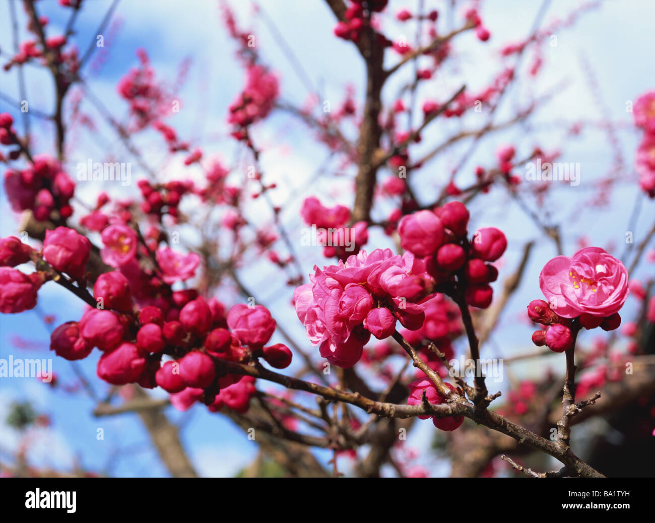 Cherry Plum Trees Blooming in Springtime Stock Photo - Alamy