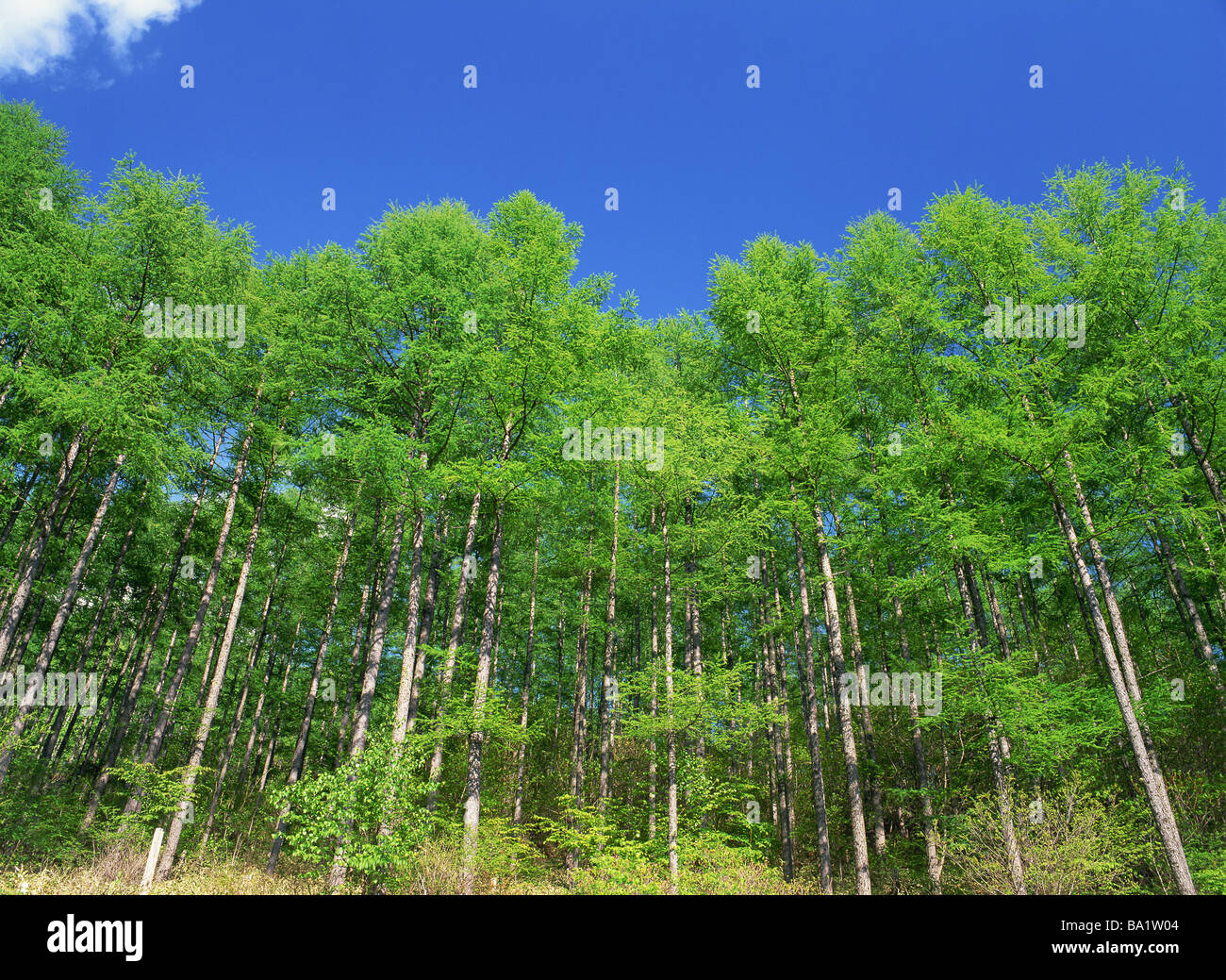 Trees Growing in Forest at Komoro-Shi in Nagano Prefecture Stock Photo ...