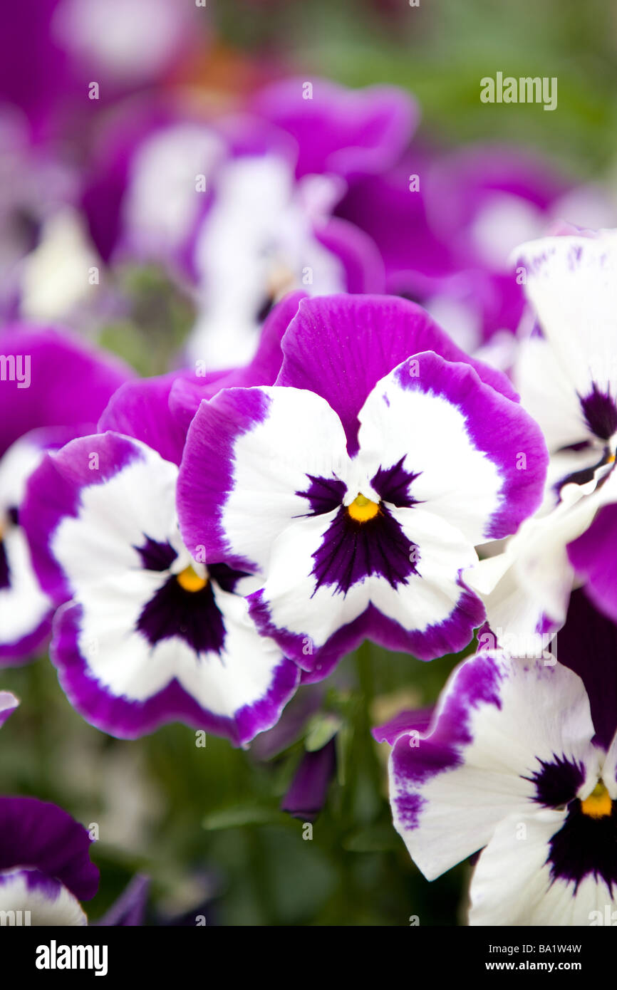 Red pansy flower hi-res stock photography and images - Alamy