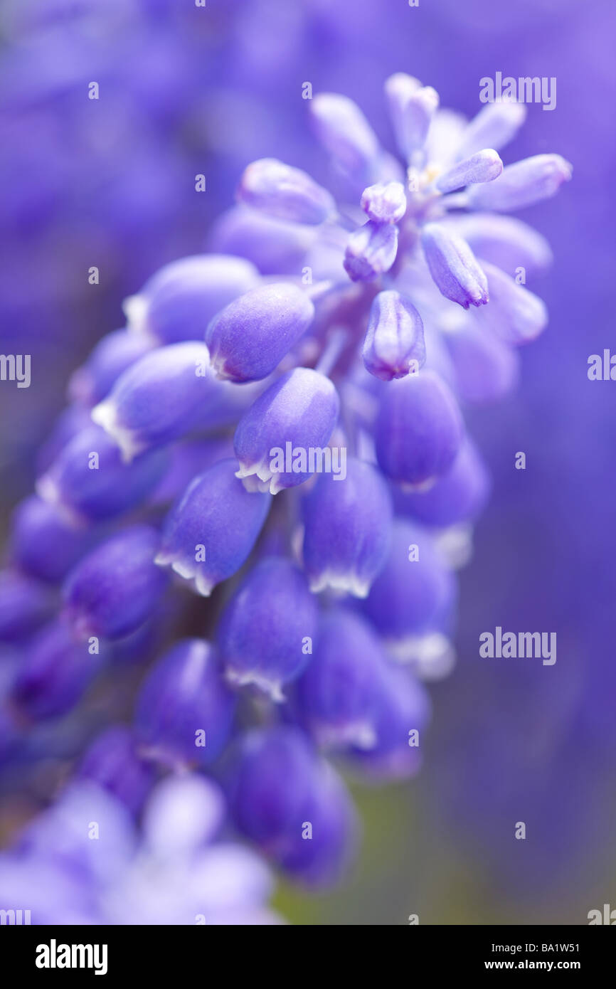 Many muscari blue flowers hi-res stock photography and images - Alamy