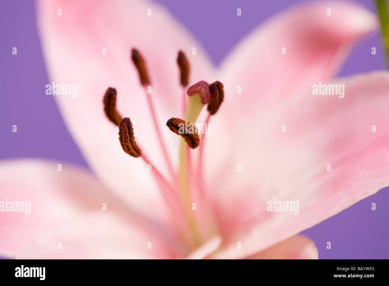 Pink Lily Flower Stock Photo - Alamy