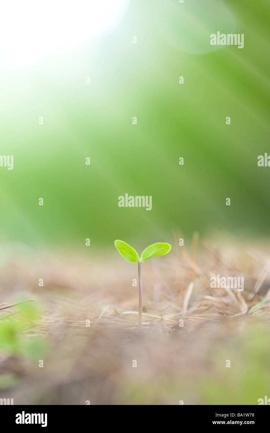 Fresh Green Sprout Growing Stock Photo - Alamy