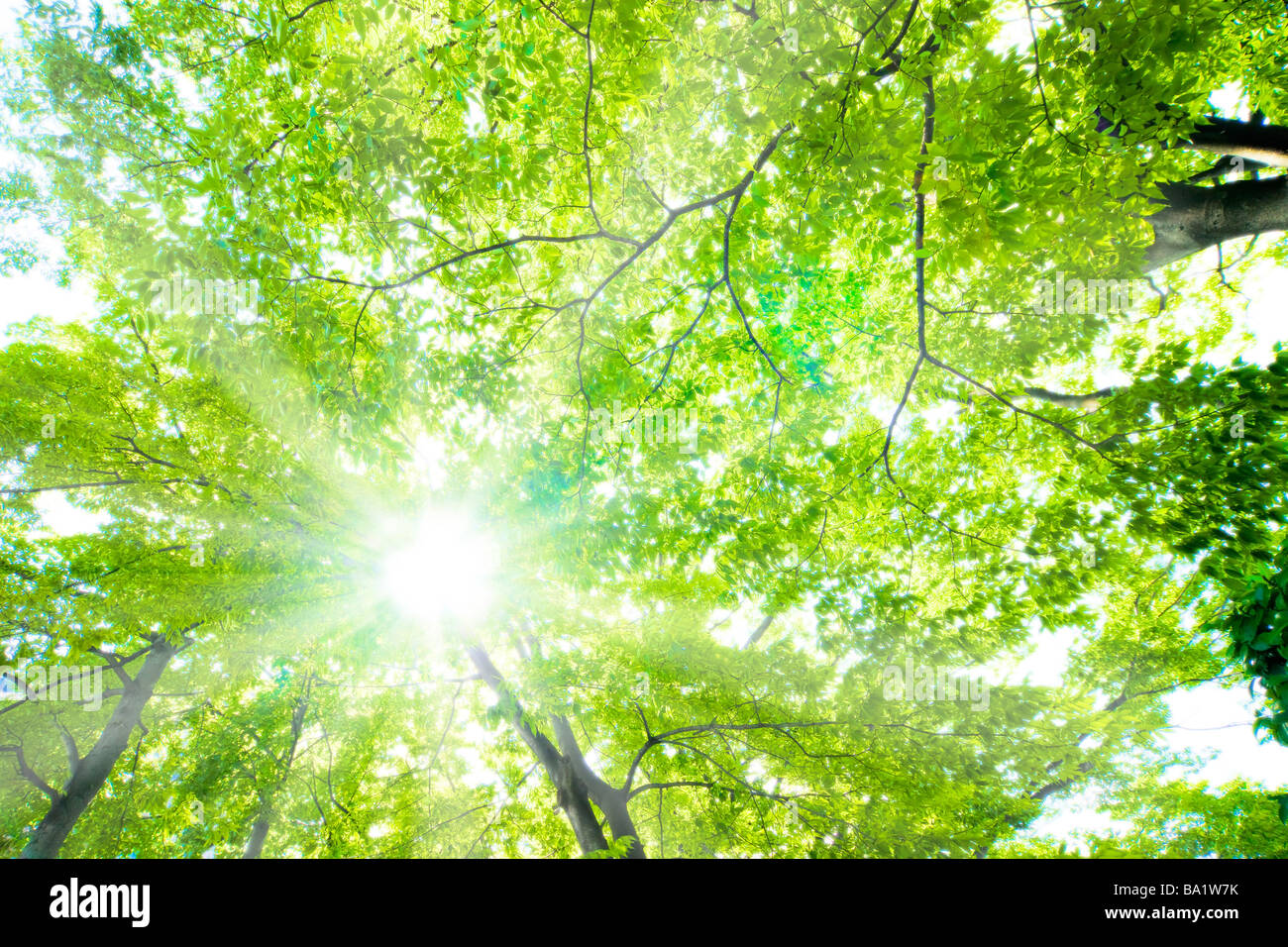 Sunbeams Shining Through Branches of Trees Stock Photo - Alamy