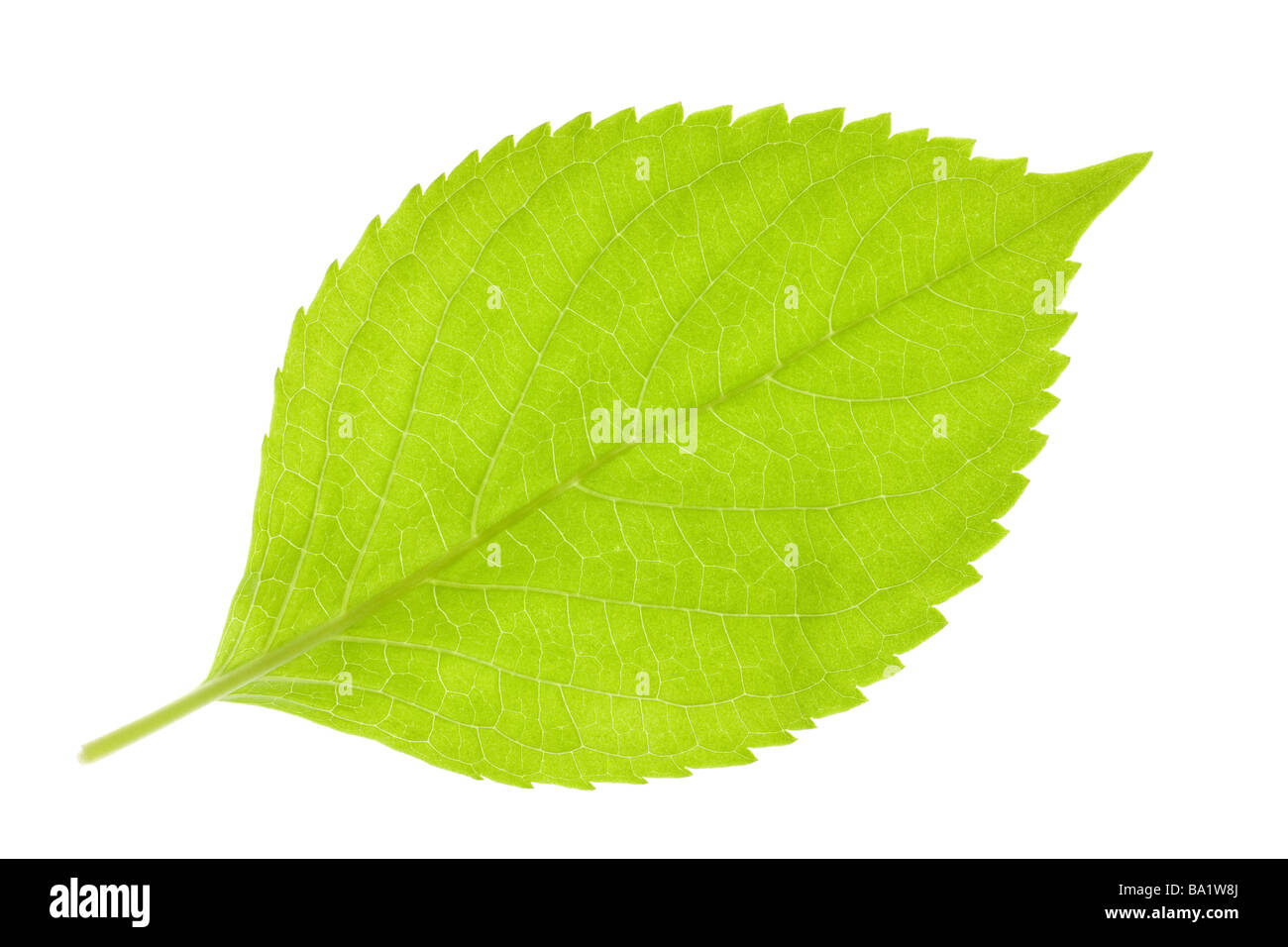 Pinnate venation leaf Cut Out Stock Images & Pictures - Alamy