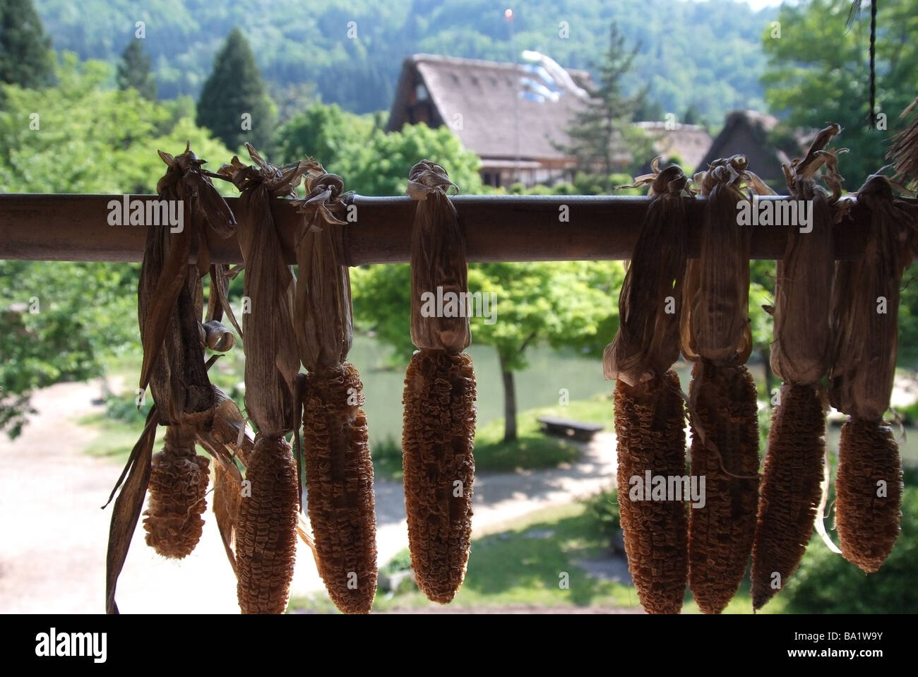 Hanging indian corn hi-res stock photography and images - Alamy