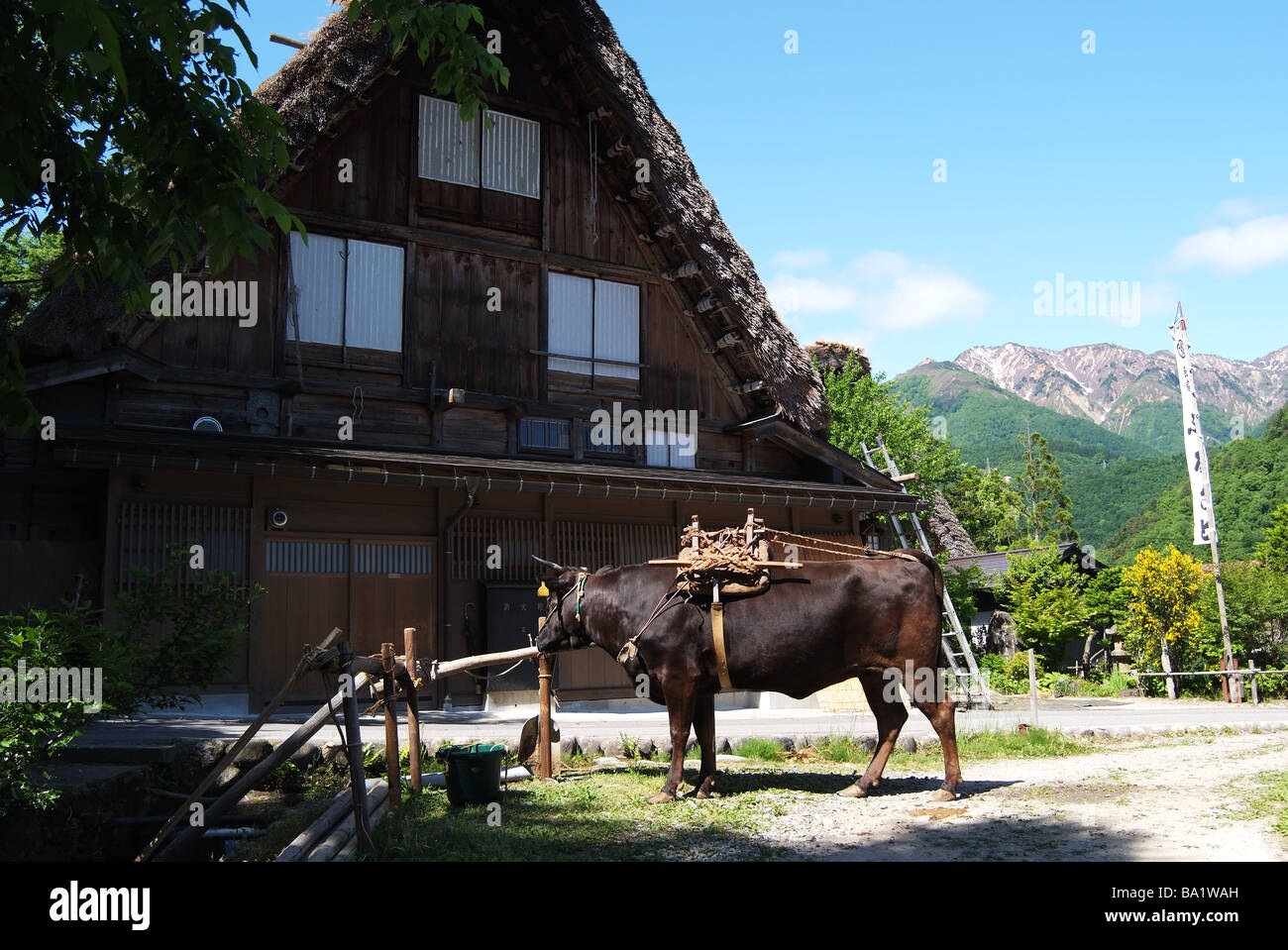 Tied Cow in Front of Japanese Styled House in Japan Stock Photo - Alamy