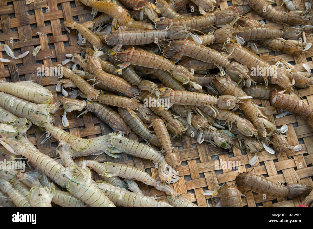 Vietnam bug hi-res stock photography and images - Alamy
