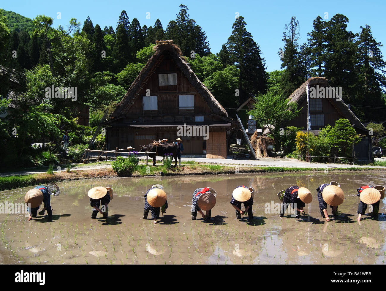 Farmer in japan harvesting rice hi-res stock photography and images - Alamy
