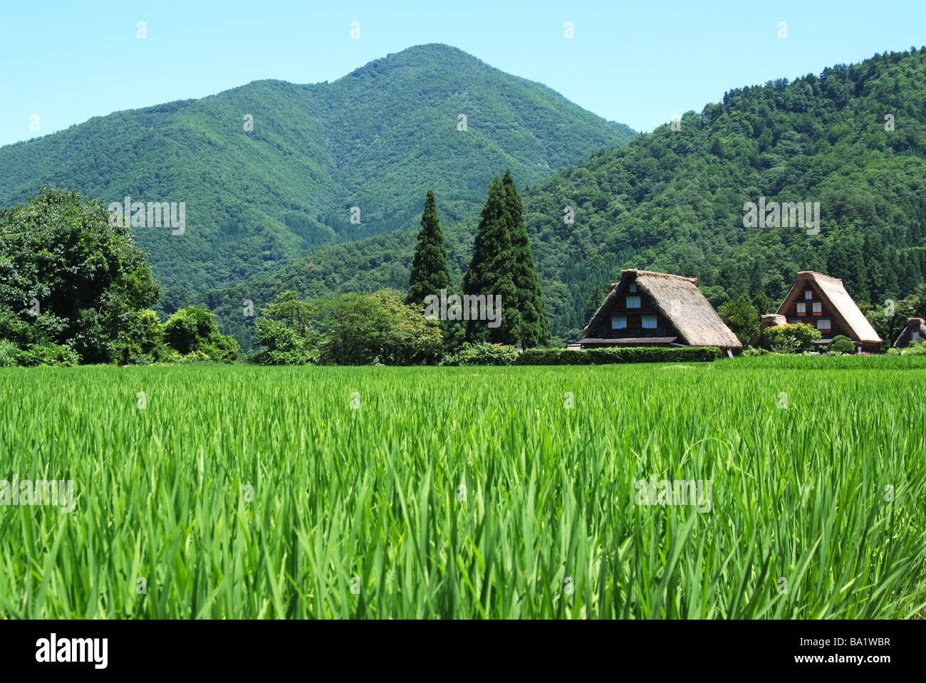 Rice Agriculture Wallpaper