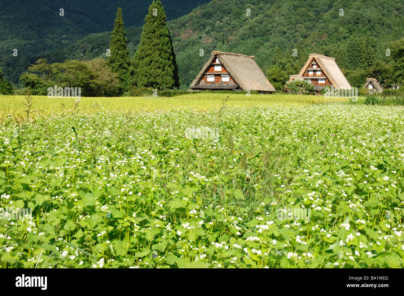 Flower of Rice Field and Japanese Traditional House Stock Photo - Alamy