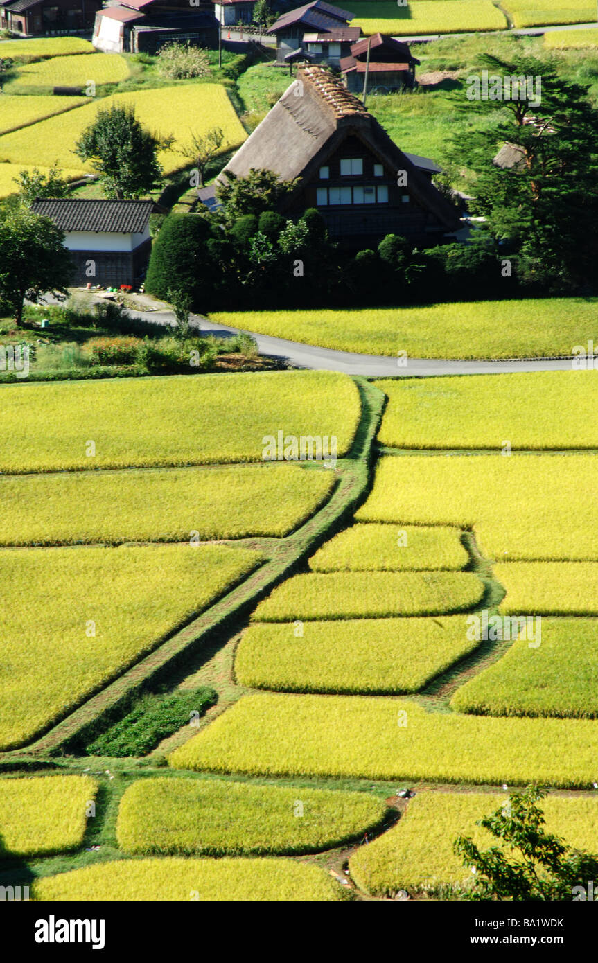 Japanese Rice Fields