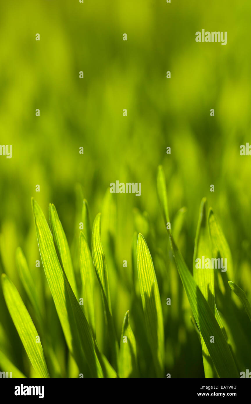 Blades of wheat hi-res stock photography and images - Alamy