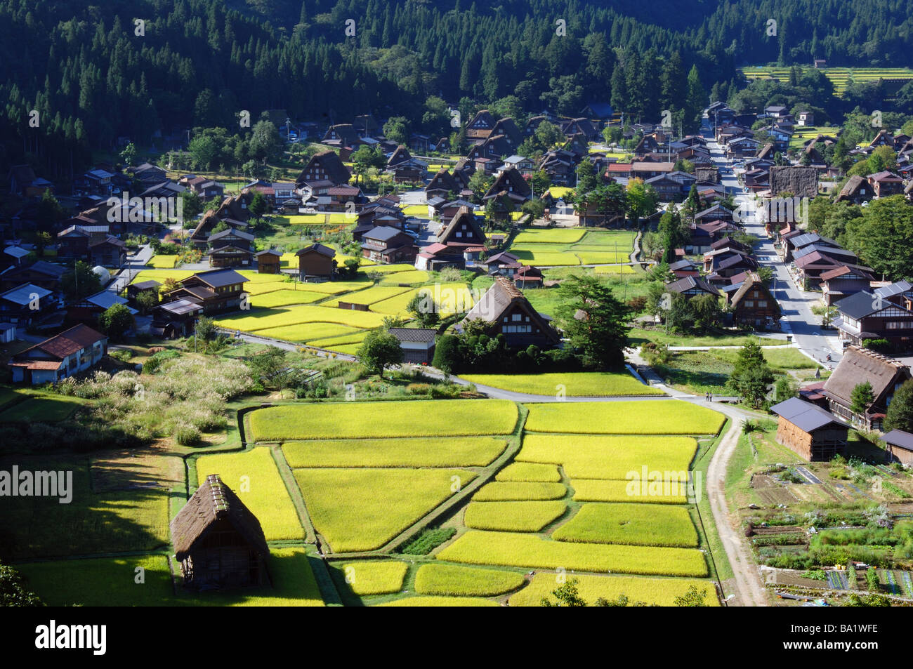 View of Rice Field and Japanese Traditional House Stock Photo - Alamy