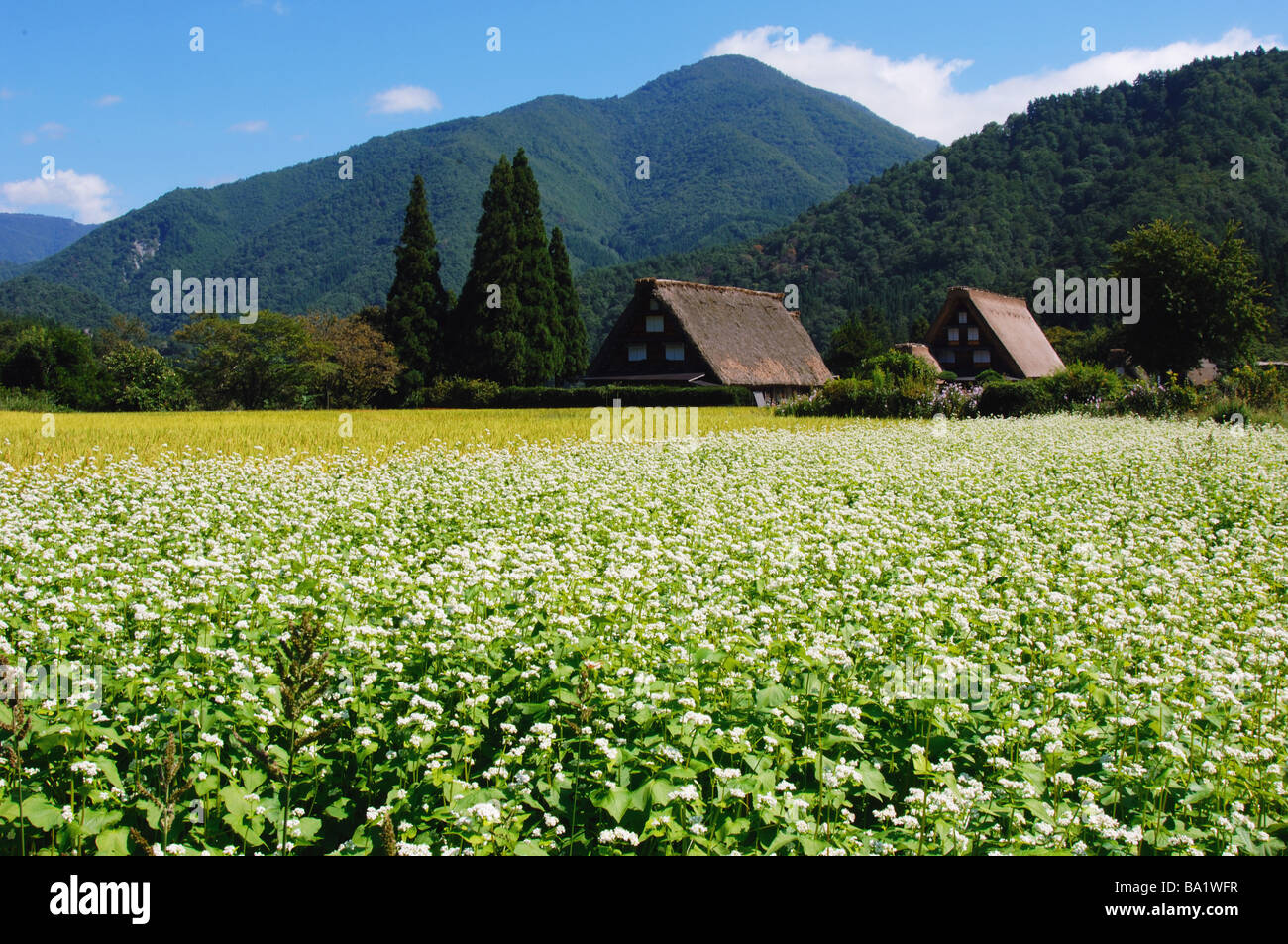 Growing Buckwheat Field and Japanese Style House in Background Stock ...