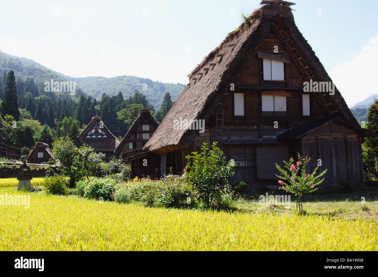 Growing Rice Field and Japanese Style House Stock Photo - Alamy