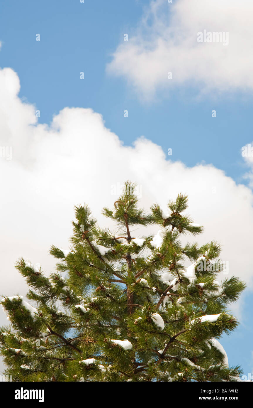 Snowy branches conifer in mountains hi-res stock photography and images ...