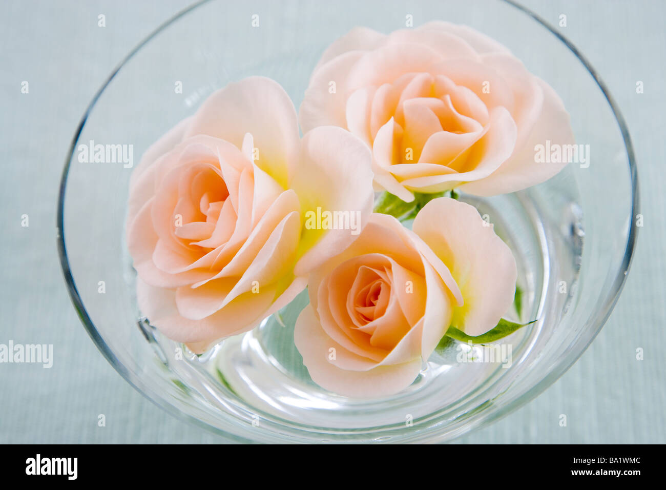 Floating Delicate Rose in Glass Ware Stock Photo - Alamy