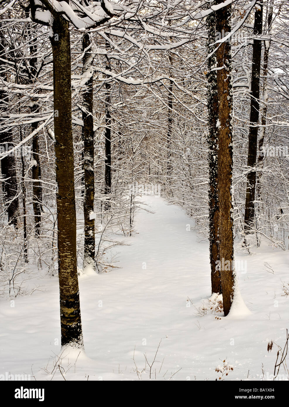 forest path in fresh winter snow Stock Photo - Alamy