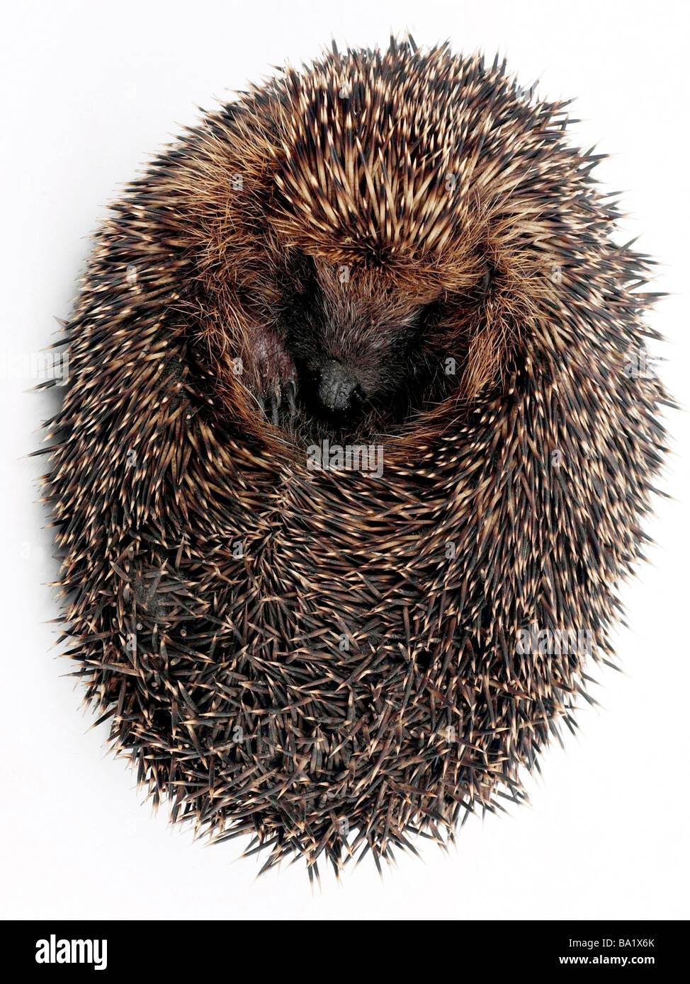 A hedgehog that has curled into a ball Stock Photo - Alamy