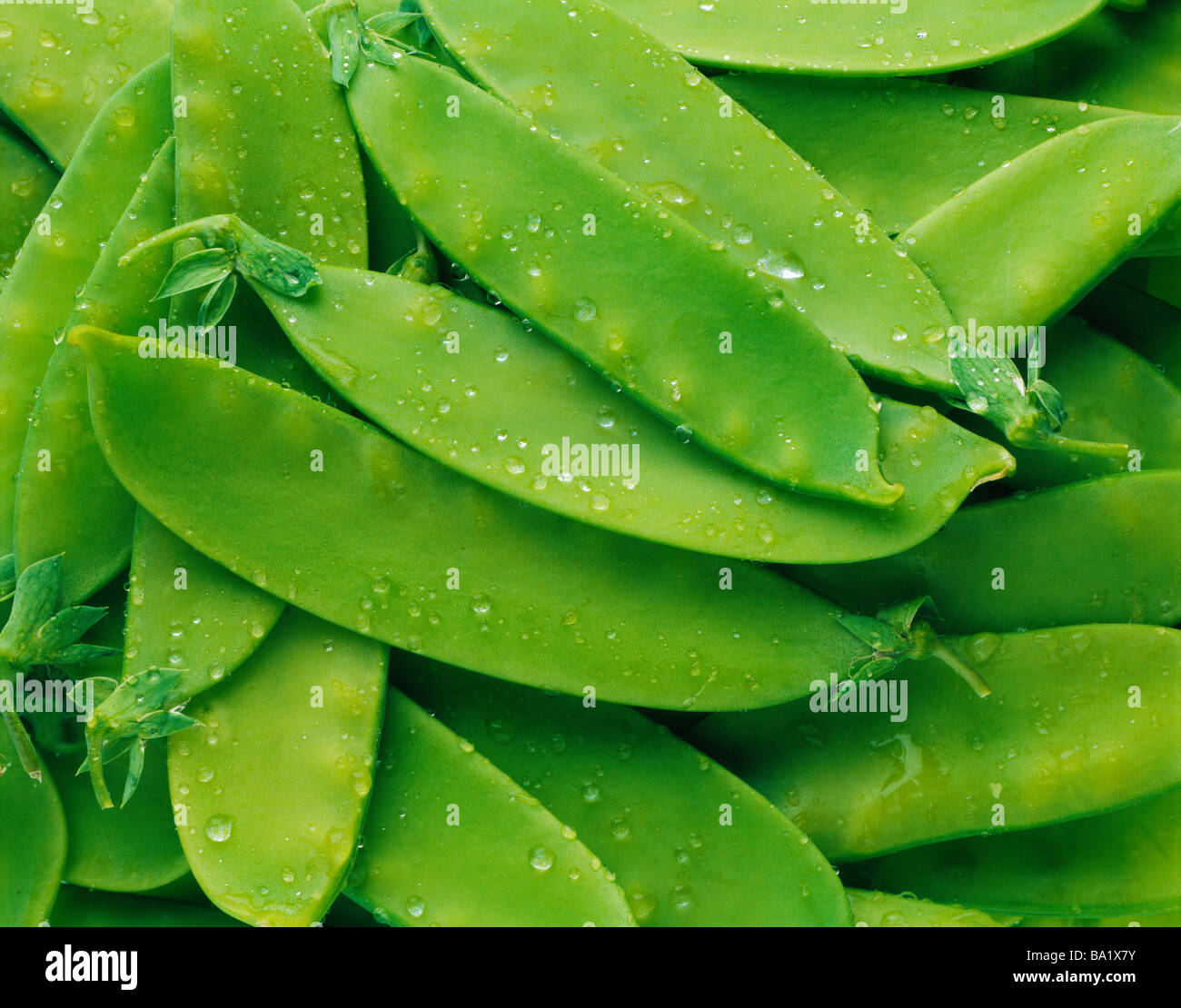 Snow pea farming hi-res stock photography and images - Alamy