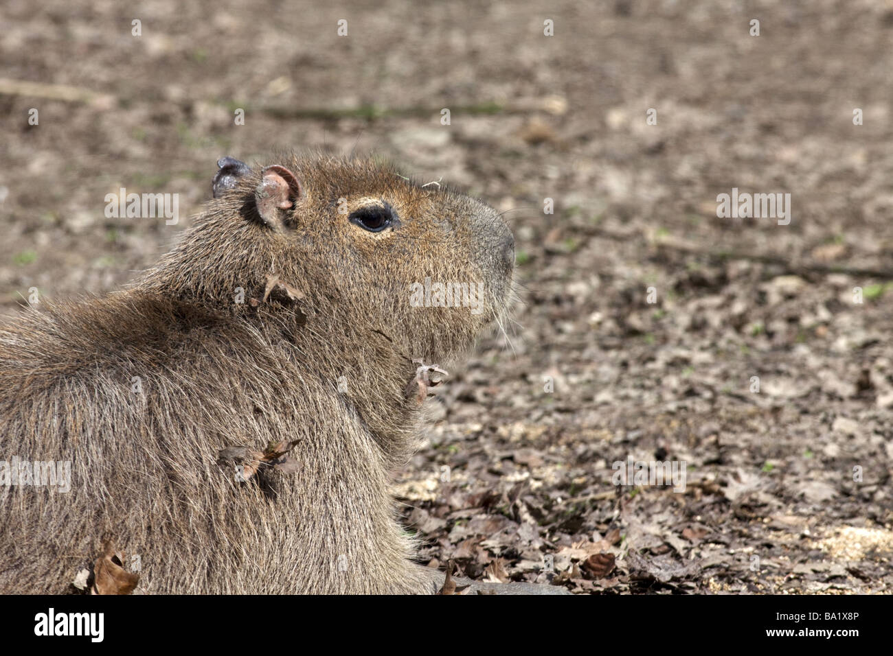 Capybara Hydrochoerus Hydrochaeris Stock Photo - Alamy