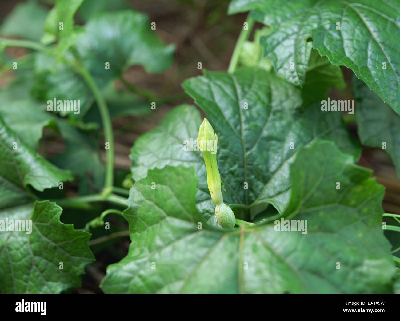 Small cucumber leaves hi-res stock photography and images - Alamy