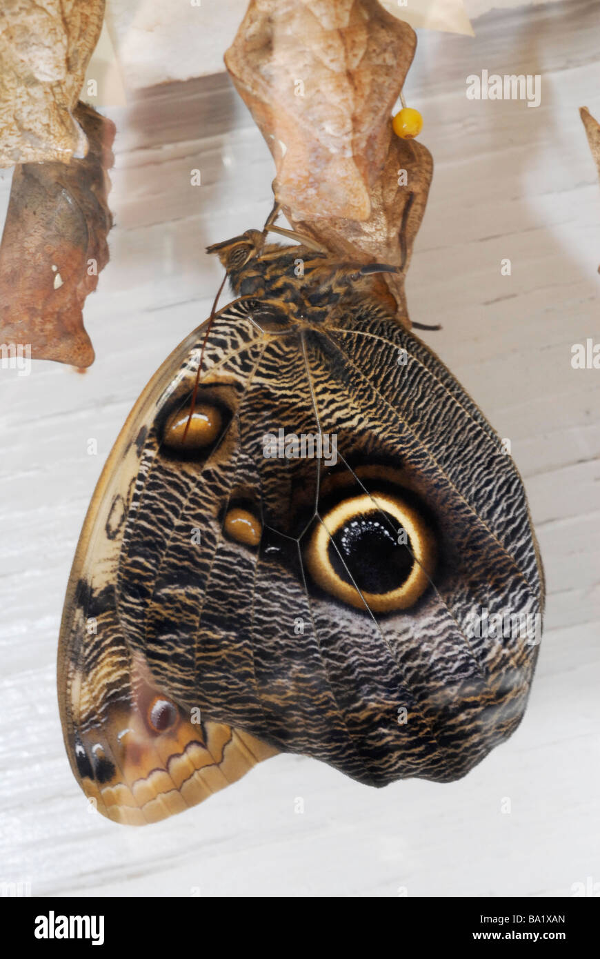 Owl butterfly underside showing the large eyespots. These butterflies ...