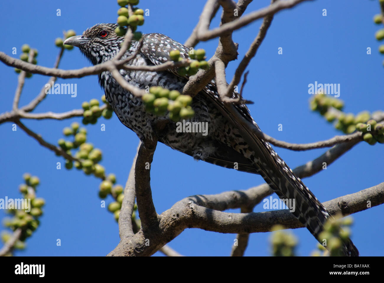Eudynamys hi-res stock photography and images - Alamy