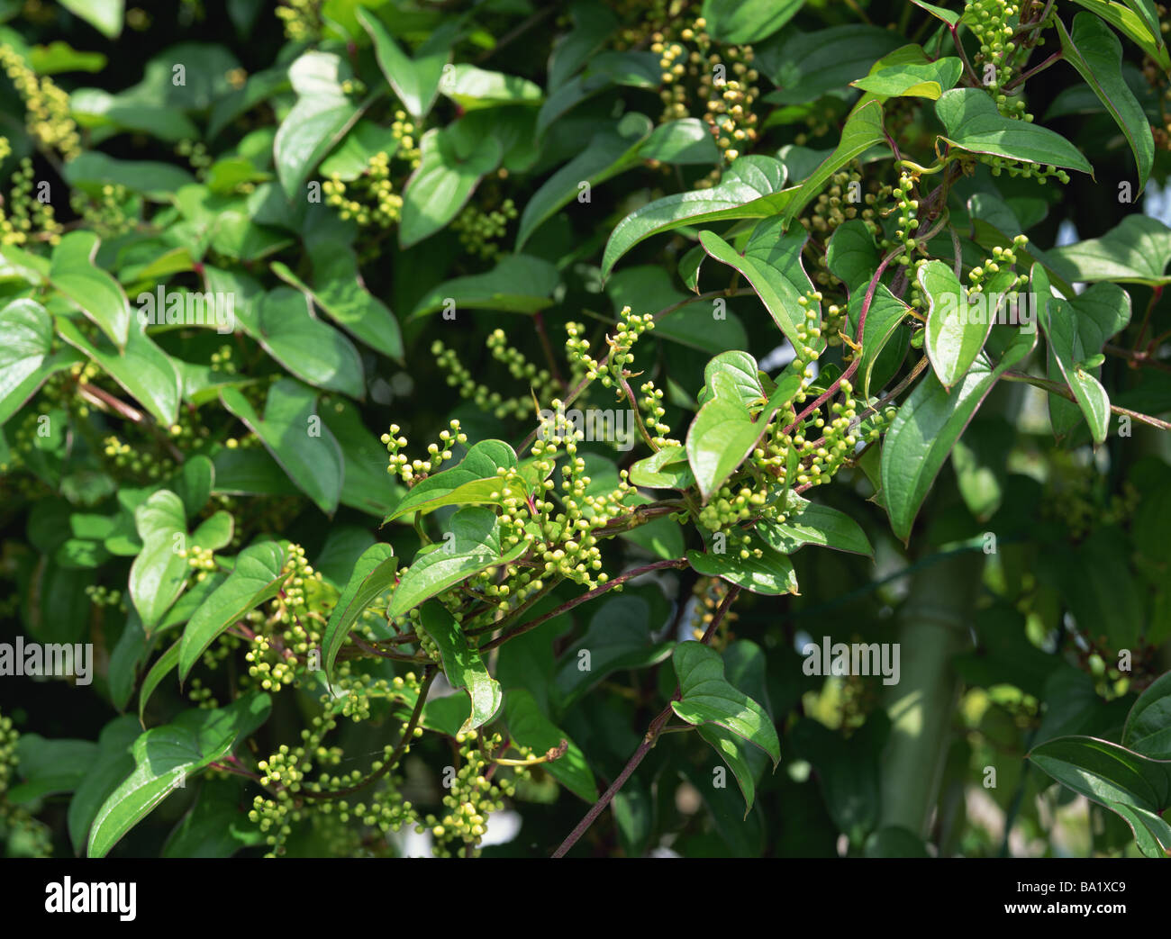 Flowers Buds of Chinese Yem Stock Photo - Alamy
