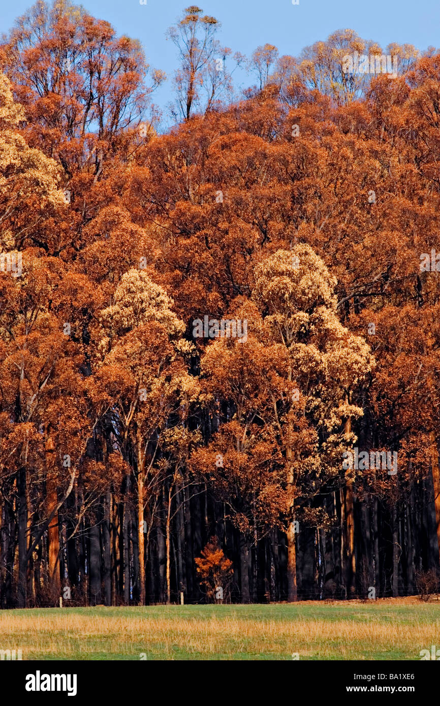 Australian bush fire hi-res stock photography and images - Alamy